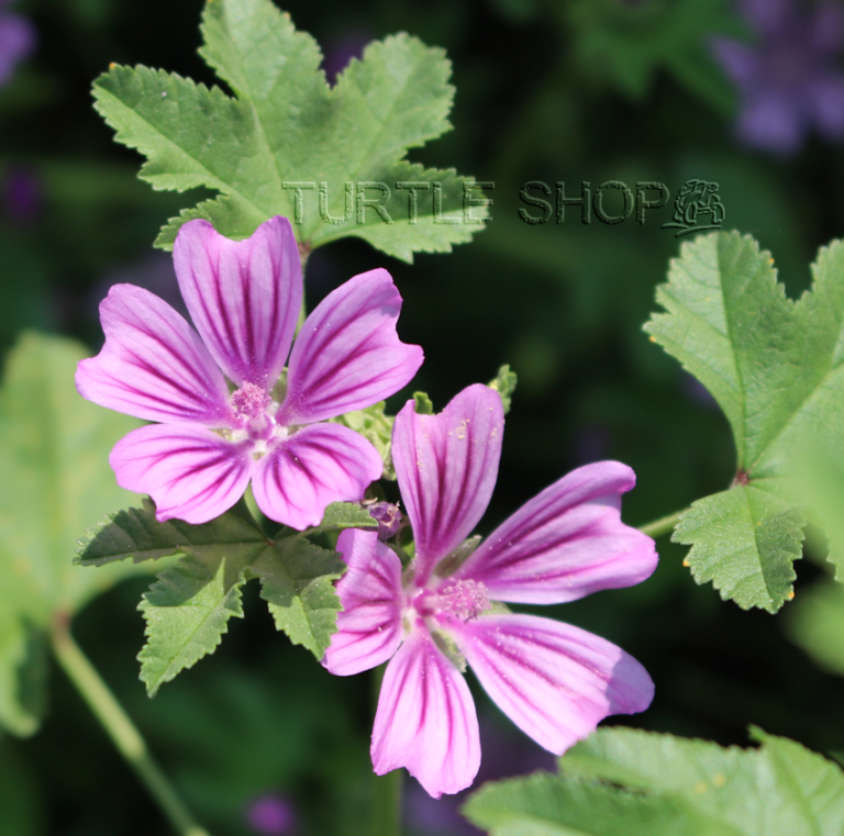 Mauve Sylvestre (Malva Sylvestris) – Turtle SHOP
