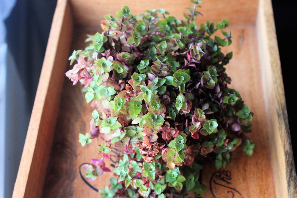 Callisia Repens – Turtle SHOP